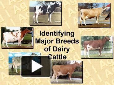 Several Pictures Of Dairy Cows With The Caption Identifying Major