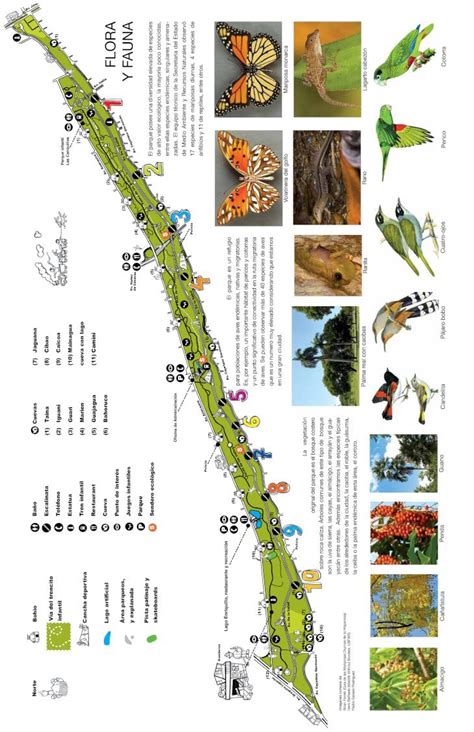 Pdf Flora Y Fauna Adn Ayuntamiento Del Distrito Adn Gob Do