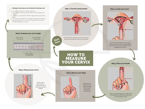 Infographic How To Measure Your Cervix Ecowomyn