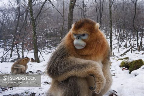 Golden Snub Nosed Monkey Rhinopithecus Roxellana Male In The Snow