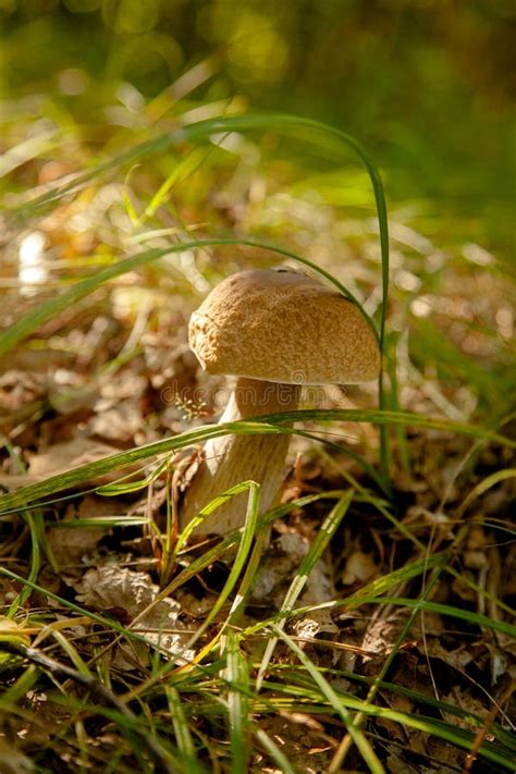 Boletus Mushroom In The Wild Porcini Mushroom Grows On The Forest