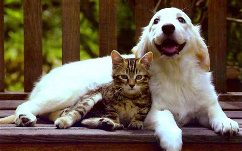 Дневник кота и собаки