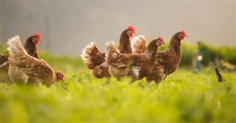Quelle Alimentation Respecter Pour Vos Poules Pondeuses