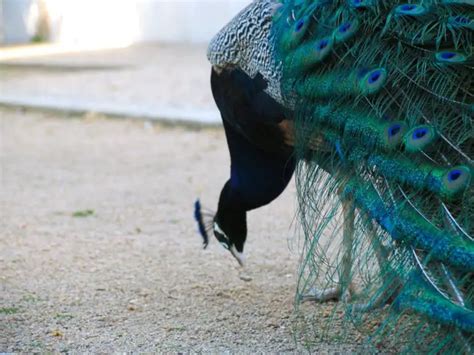 PAVO REAL Características Alimentación Reproducción y más