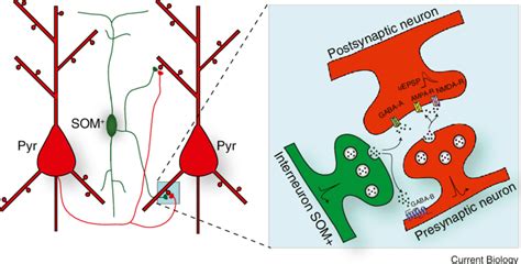 gaba b receptor dependent modulation of synaptic dynamics a a download scientific diagram
