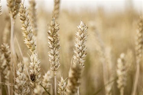 Detail Of Organic Barley Spikes In Cultivation Stock Image Image Of