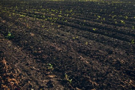 Mejora La Fertilidad Del Suelo De Forma Eficiente Vermiorganic