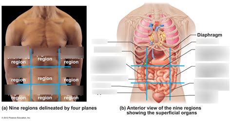 Abdominopelvic Regions And Quadrants Diagram Quizlet