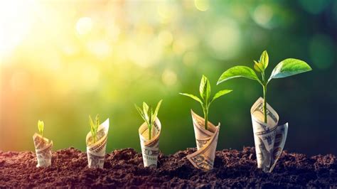 Las 4 Plantas Que Debes Tener En Casa Para Atraer Dinero Y Abundancia