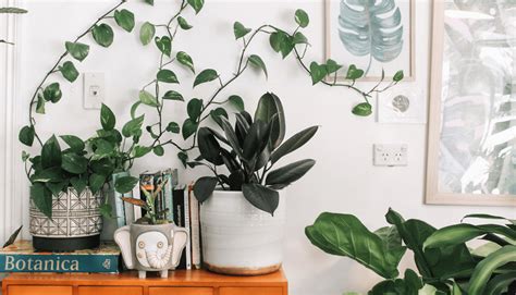 Plantas Que N O Precisam De Sol Para Voc Cultivar Em Casa