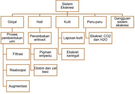 Peta Konsep Sistem Ekskresi Pada Manusia Imagesee Riset