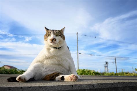 気ままなボス猫ケンジ 猫フォトの撮り方魅せ方教えるべや 写真展 フジフイルム スクエアFUJIFILM SQUARE