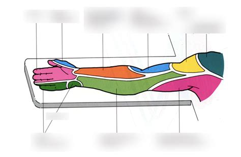Regional Upper Extremity Blocks Dermatomes Diagram Quizlet