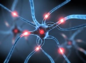 El cerebro humano continúa produciendo nuevas neuronas en la edad