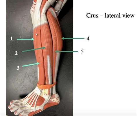 Crus Muscles Lateral View Diagram Quizlet