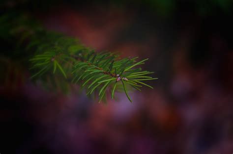 Free Images Tree Nature Sunlight Leaf Flower Green Botany