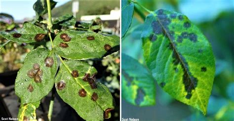 Cómo solucionar las manchas negras en las hojas de las plantas Mundo