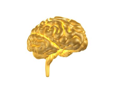 O Ser Humano Dourado SkulGolden O Cérebro Humano Ilustração Stock