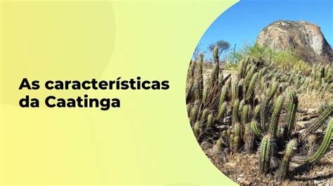 AS CARACTERÍSTICAS GERAIS DA CAATINGA YouTube