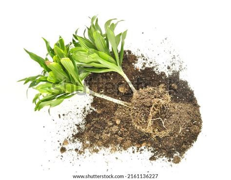 Naked Roots Green Houseplant On Soil Foto Stock 2161136227 Shutterstock