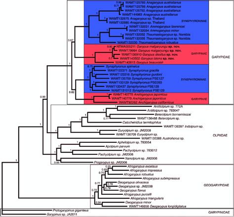bayesian inference phylogeny using the concatenated dataset posterior download scientific