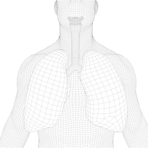 Human Lungs Anatomy Body Respiratory System 3D Model