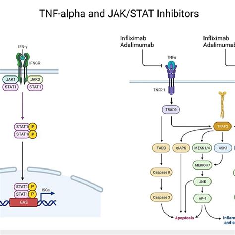 The mechanism of TNF α and JAK STAT inhibitors The binding of