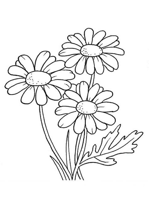 Tres Margaritas Para Colorear Imprimir E Dibujar ColoringOnly