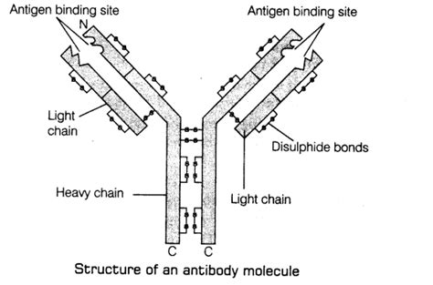 Question 9 Draw A Well Labelled Diagram Of An Antibody Molecule Class