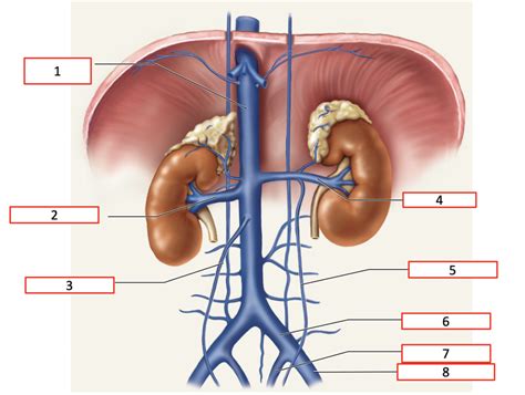 Lab Practical 1 Major Veins Of The Abdomen Diagram Quizlet