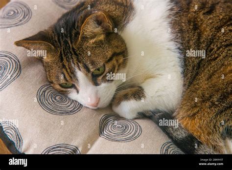 Tabby And White Cat Lying On His Bed Stock Photo Alamy