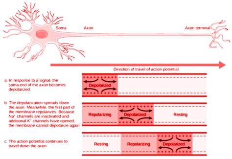 Nerve Impulse Flow Chart