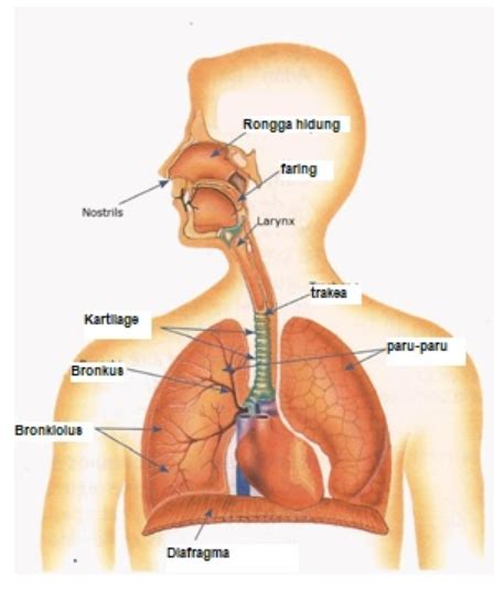 Detail Gambar Organ Pernapasan Dan Fungsinya Koleksi Nomer 11