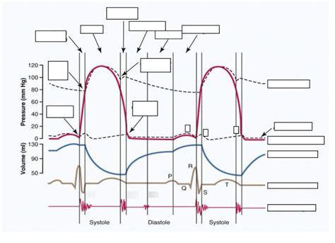 Wigger S Diagram Physiology Diagram Quizlet