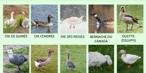 16 RACES De LOUPS NOMS Avec PHOTOS
