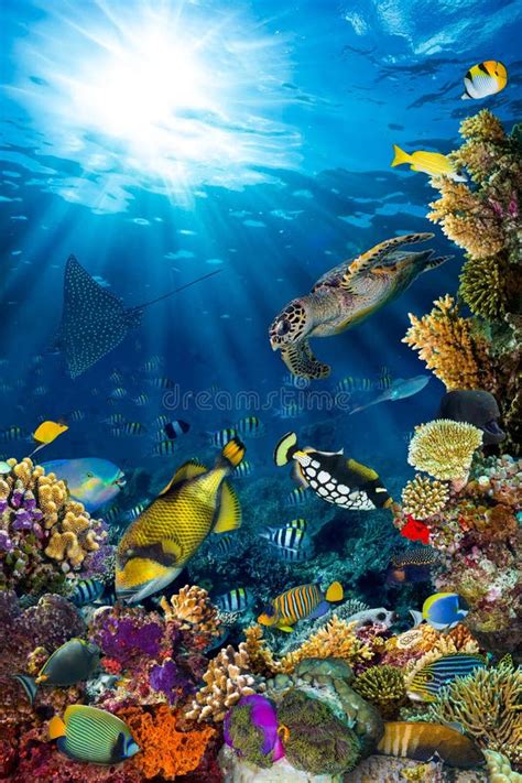 Tiro A Medias Subacuático Agua Clara Y Cielo Azul Soleado Océano