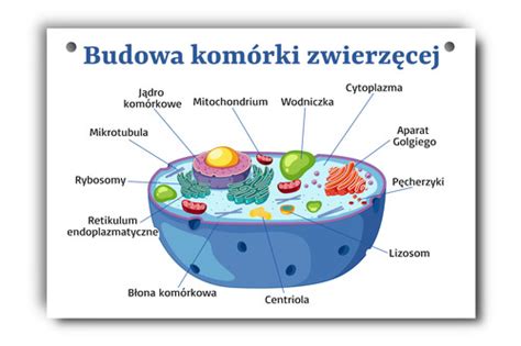 Fiszki Organizm Cz Owieka Jako Funkcjonalna Ca O Quizlet