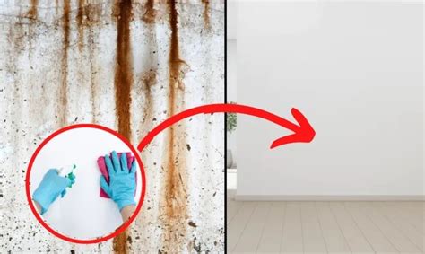 10 astuces infaillibles pour enlever la moisissure sur vos murs grâce