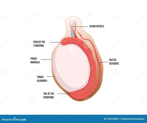 Normal Testicular Anatomy Human Testis Vector Illustration Stock