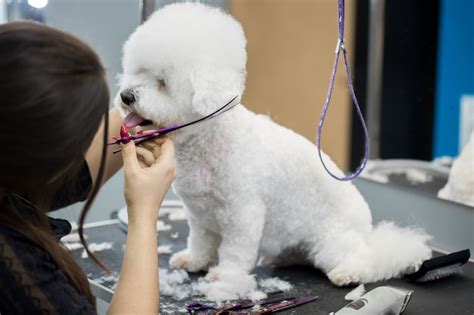 Beneficios De Cortar El Pelo A Un Perro Ventajas Y Consejos Para