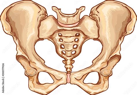 Diagram Of The Pelvic Girdle Labeled Vector Illustration The Best