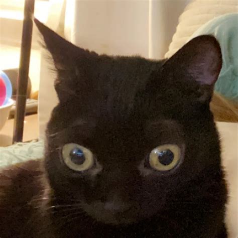 Jinx The Cat Jinx The Cat Know Your Meme