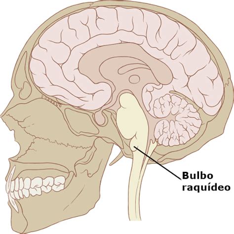 NERBIO SISTEMA Mind Map