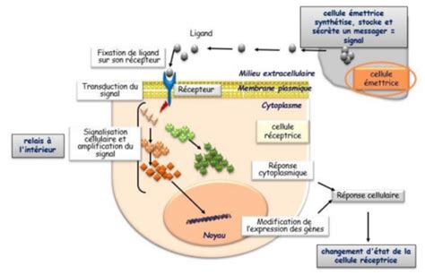Biologie Cellulaire 12 Signalisation Cellulaire Cartes Quizlet