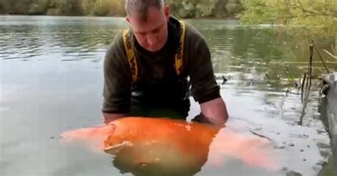Pescador captura peixe dourado de 30kg em França