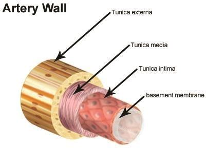 What Are The Histological Layers Of Blood Vessels Get A Professor