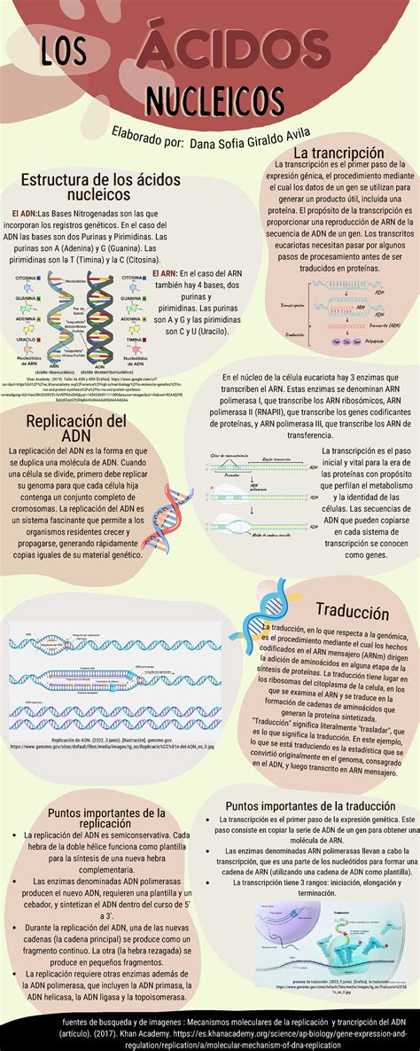 Infografia Sobre Los Cidos Nucleicos Nucleicosnucleicos The Best Porn