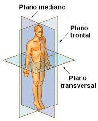 Anatomia descomplicada Planos de delimitação e de secção