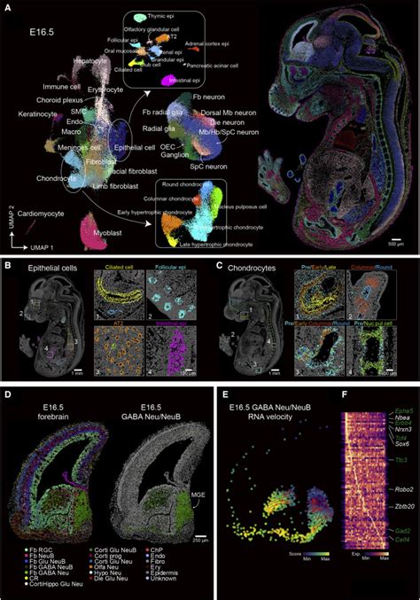 spatiotemporal transcriptomic atlas of mouse organogenesis using dna nanoball patterned arrays cell