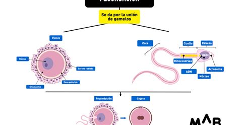 Mapa mental Fecundación gestación y parto pdf Google Drive